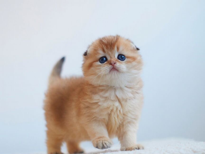 Котята шиншиллы