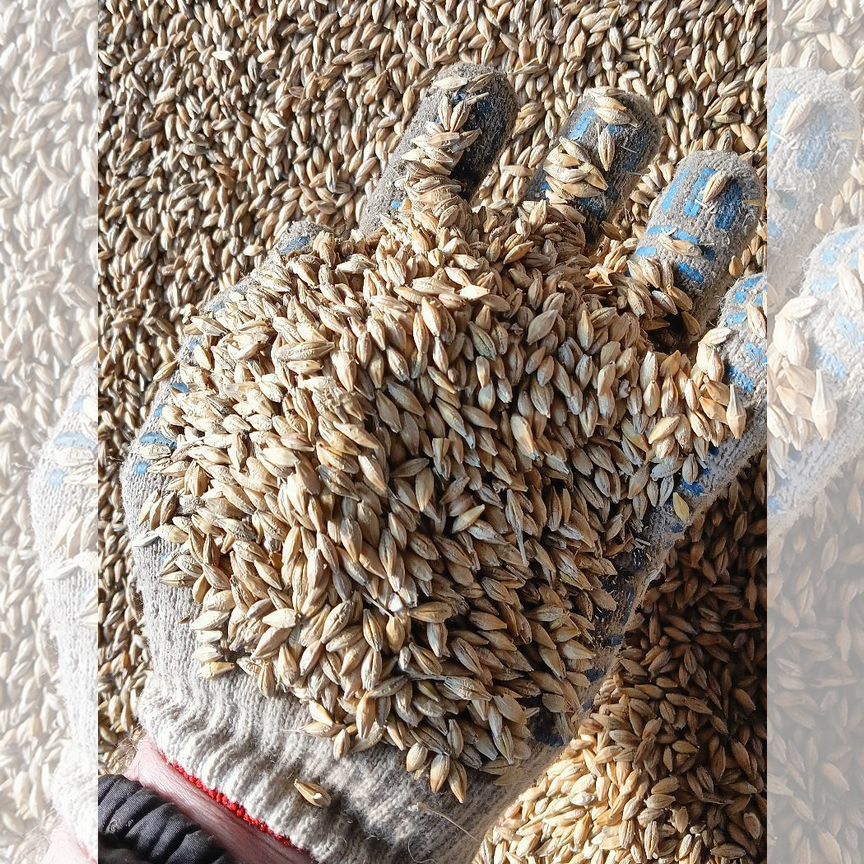 Зерно пшеница ячмень