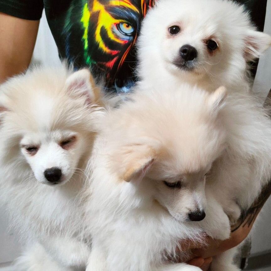 Щенки немецкого шпица