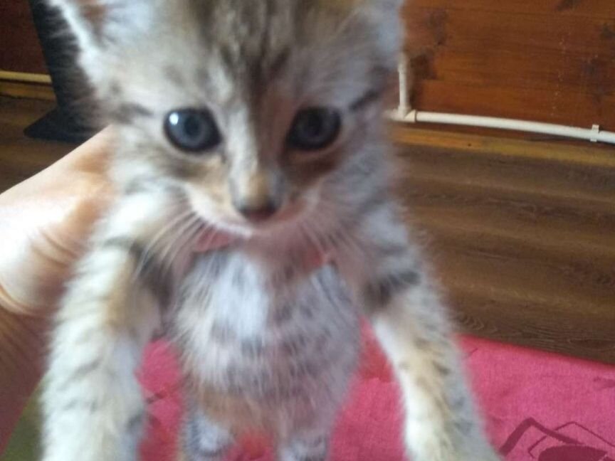Котята в добрые руки бесплатно