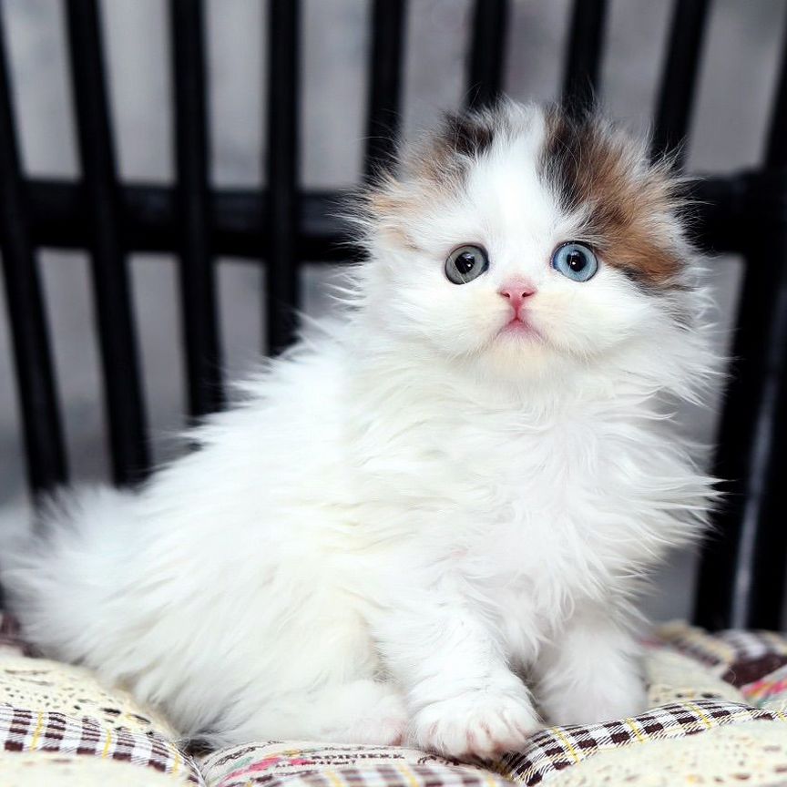 Котенок шотландский вислоухий