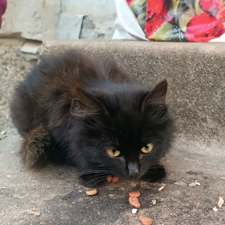 Котик маленький
