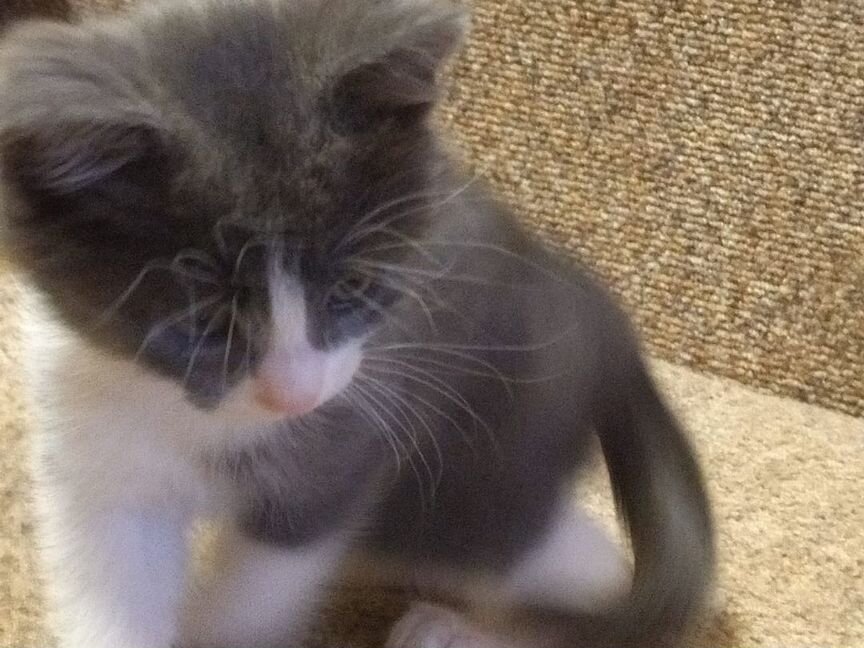 Котенок