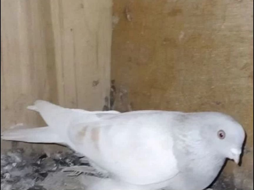 Бойные голуби