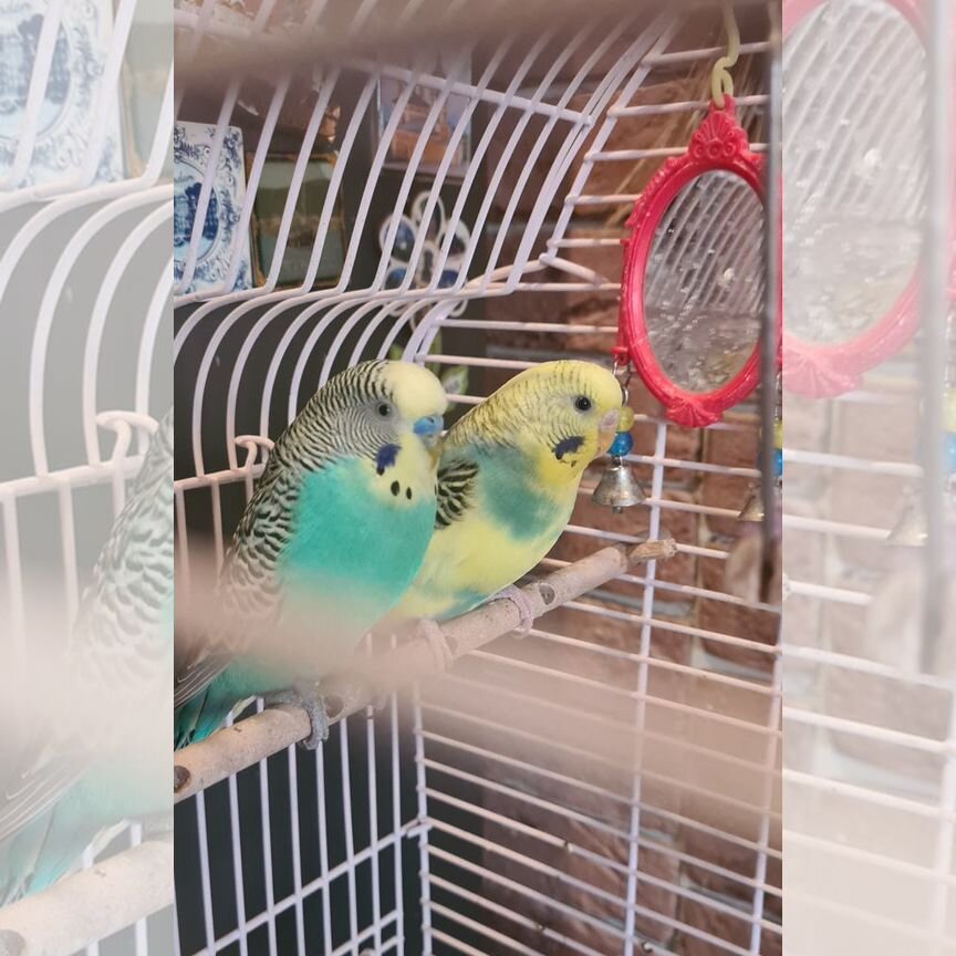 Волнистый попугай