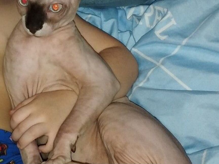 Кот-Тимоха