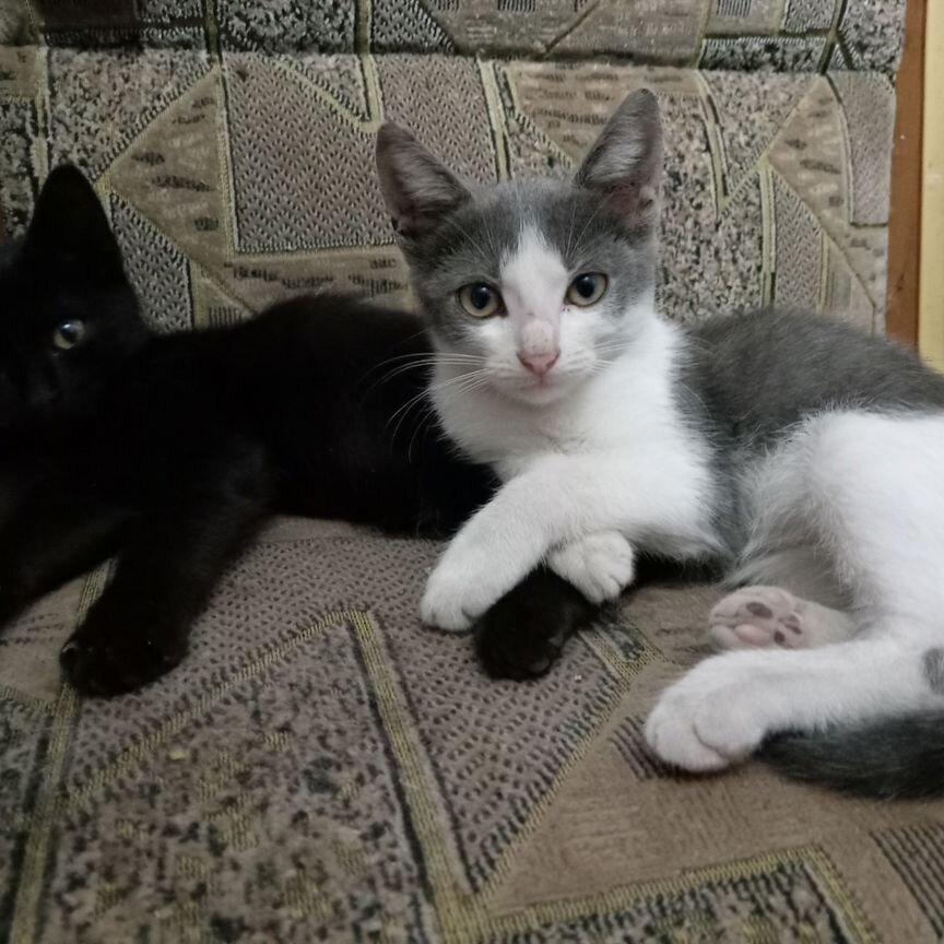 Возьмите котиков домой