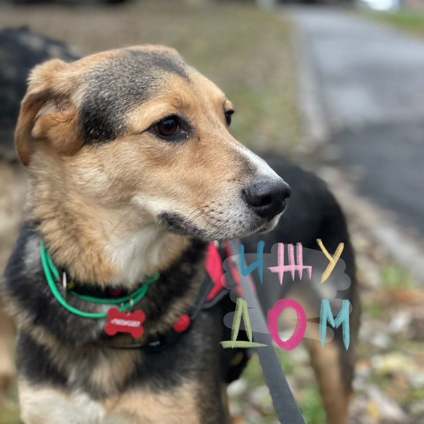 Самый нежный песик очень ждет семью