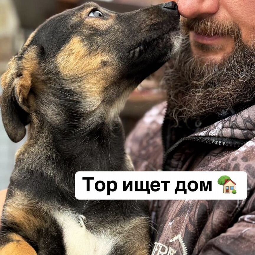 Щенок в добрые руки бесплатно
