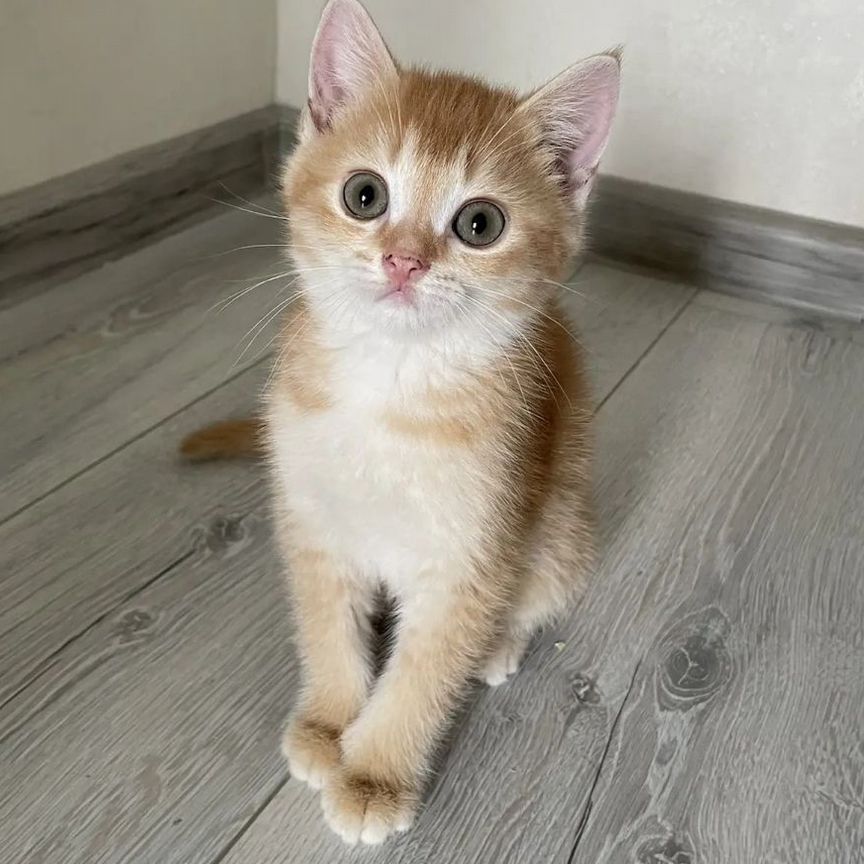 Шотландский прямоухий короткошёрстный котёнок
