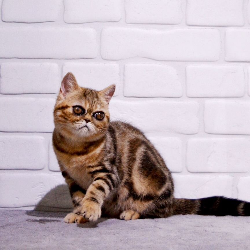 Экзотический котенок
