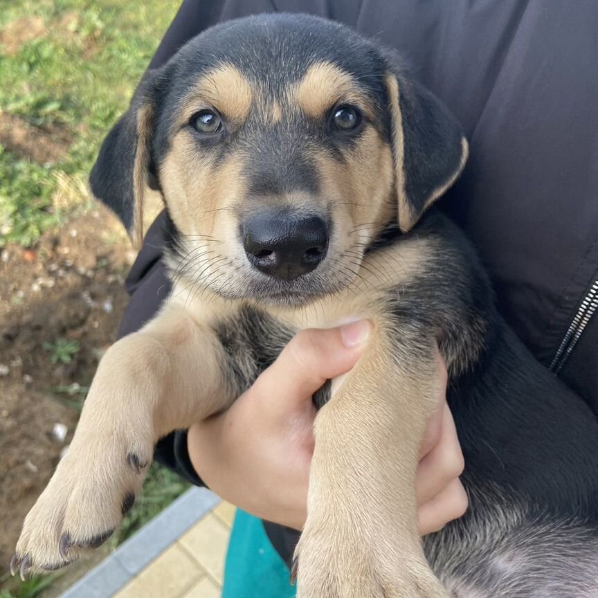 Щенок в добрые руки