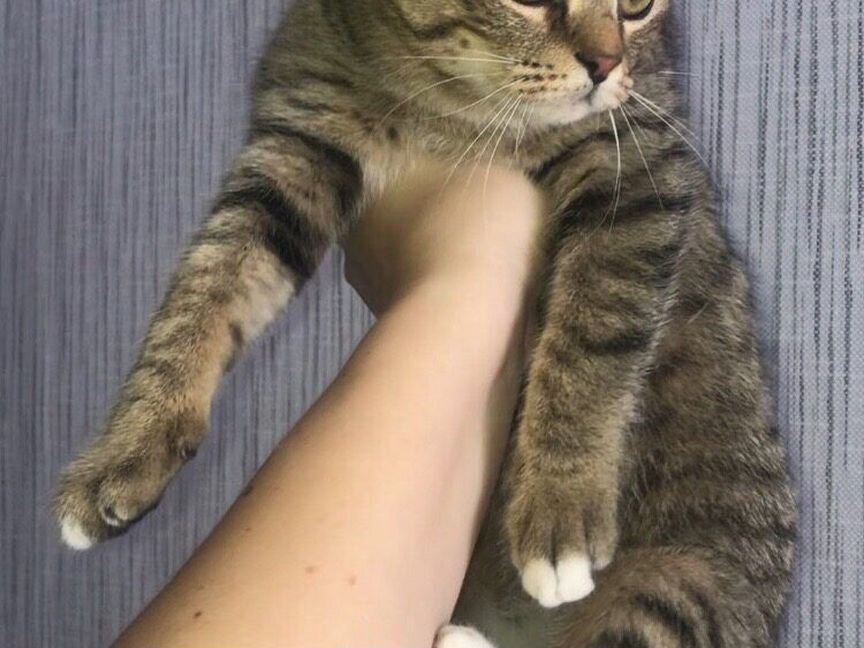 Тёма ищет дом)