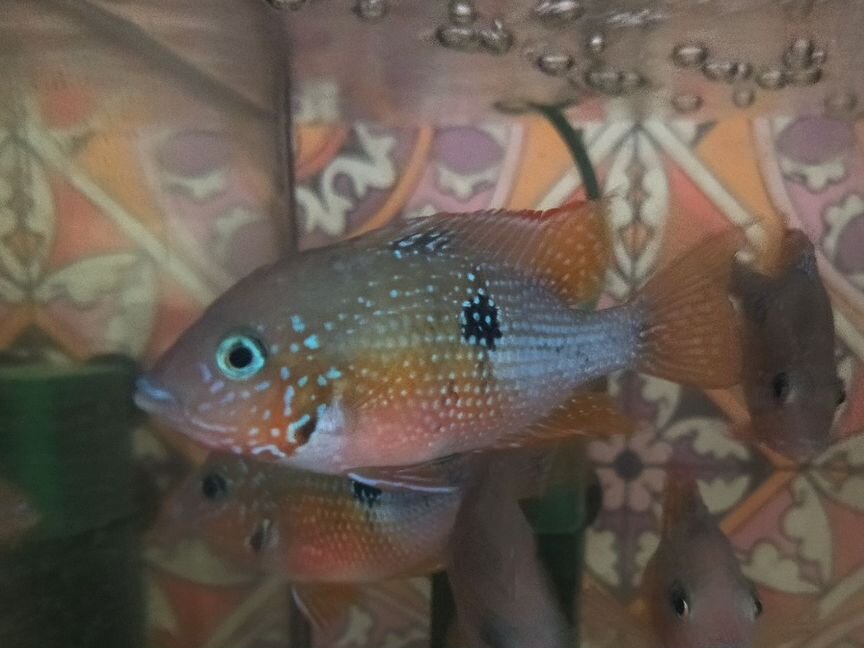 Цихлазомы Эллиота