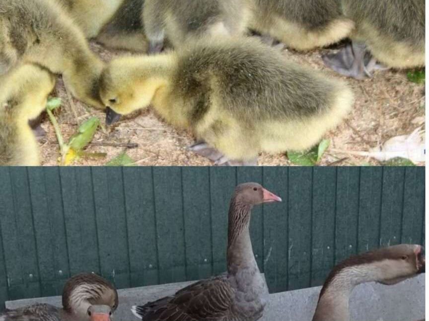 Гуси холмагоры, инкубационное яйцо гусей