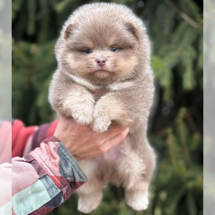 Померанский шпиц, щенок
