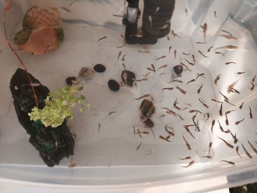 Мальки гуппи