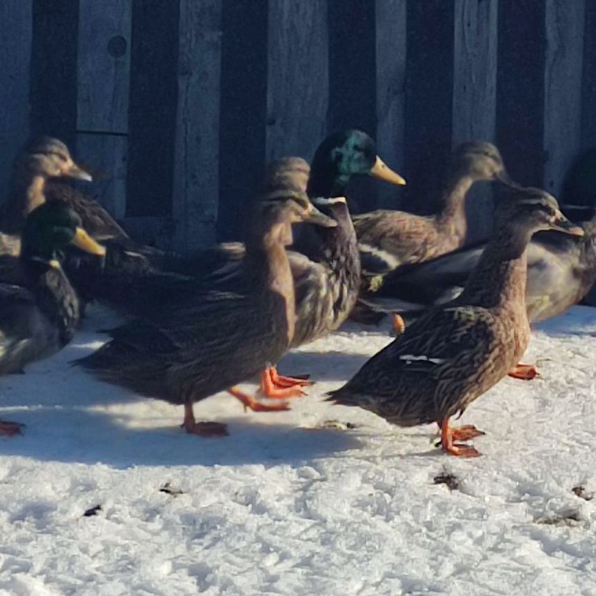 Подсадные утки