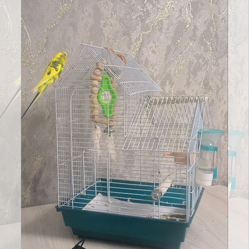 Волнистый попугай с клеткой