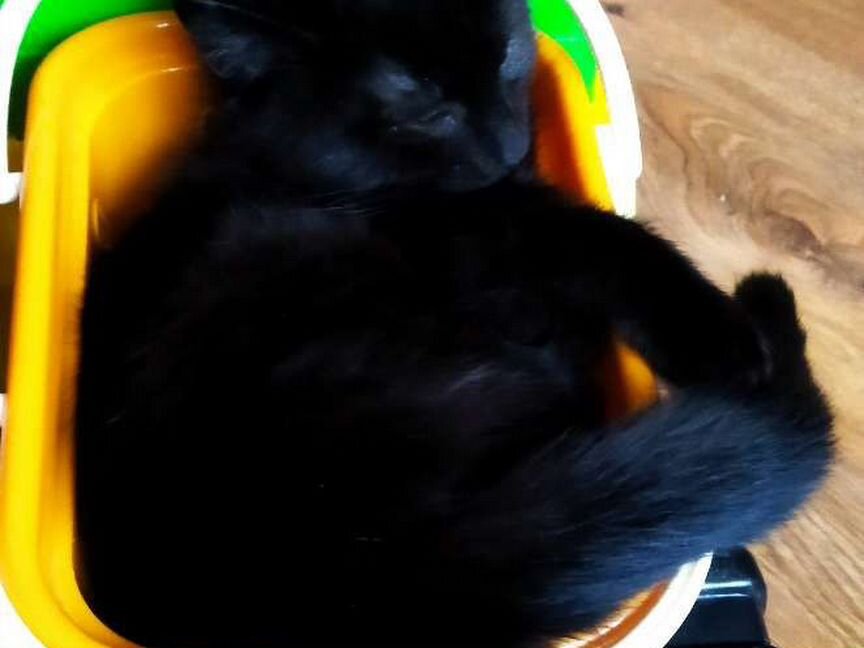 Сакина ищет любящих хозяев