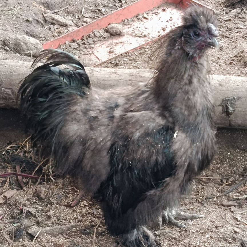 Китайский петух