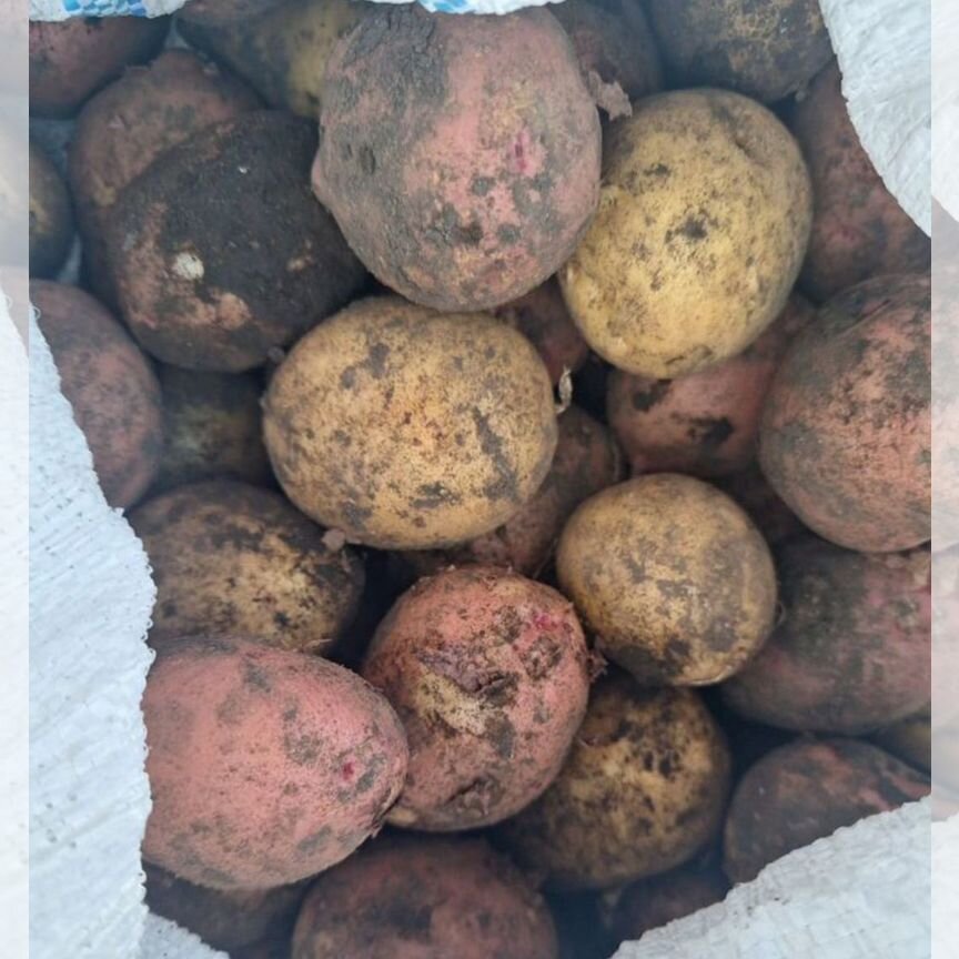 Продам картофель средние и мелкие на корм скоту