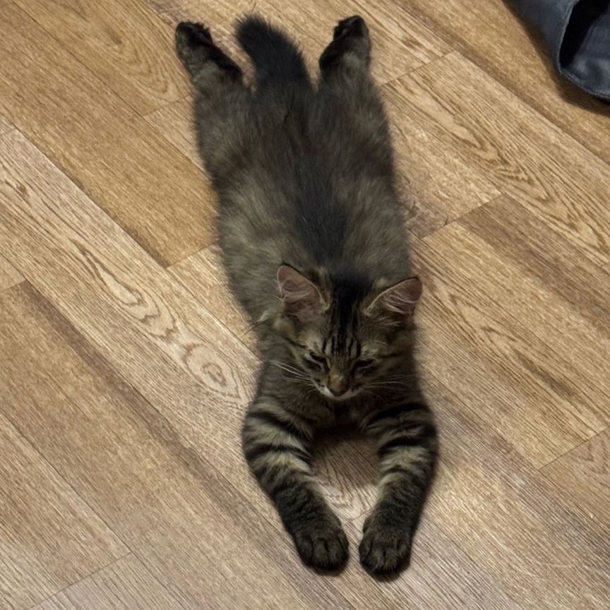Котенок метис мальчик