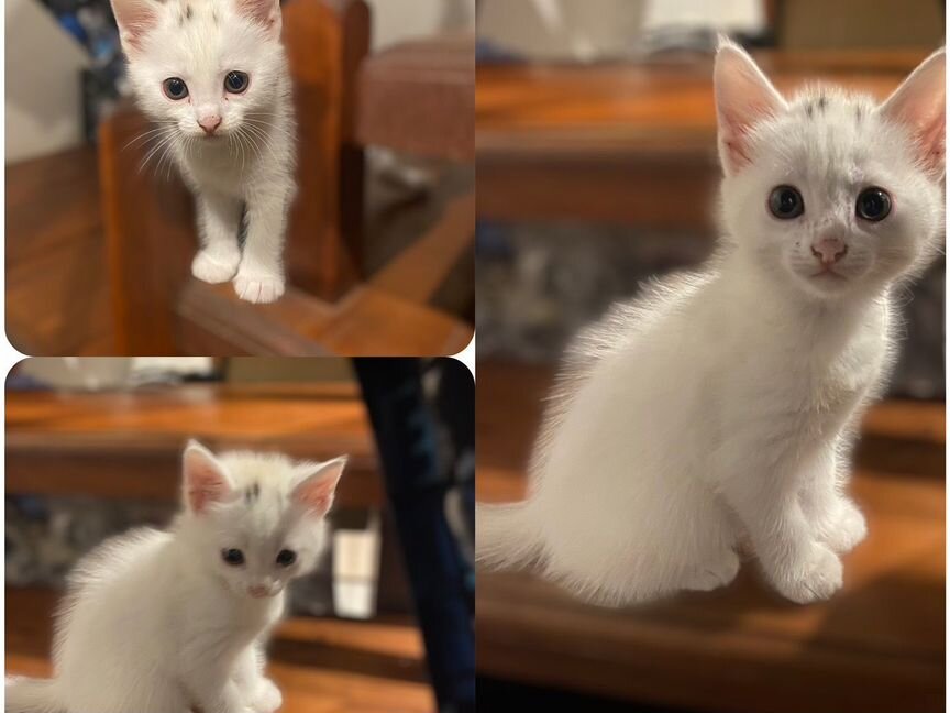 Котята в добрые руки даром