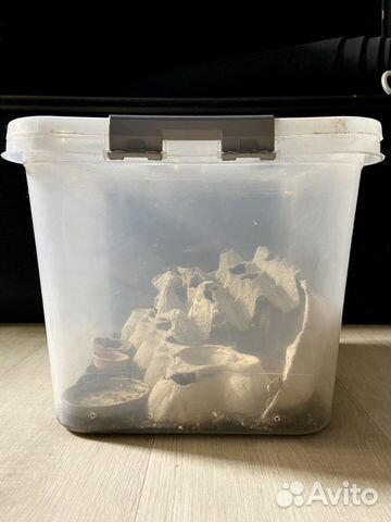 Тараканы, тараканья ферма