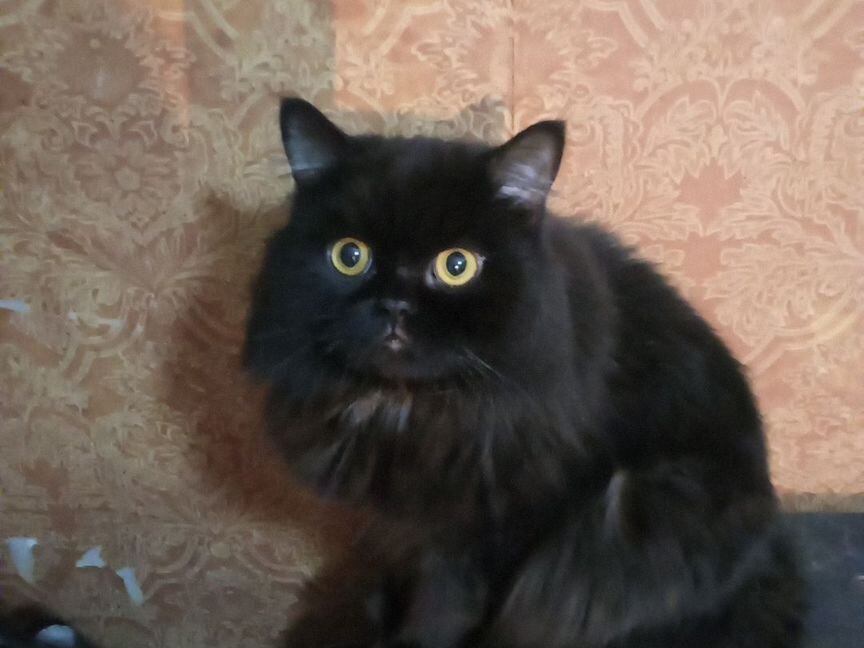 Шотландский черный кот