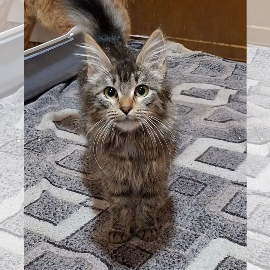 Котёнок в добрые руки