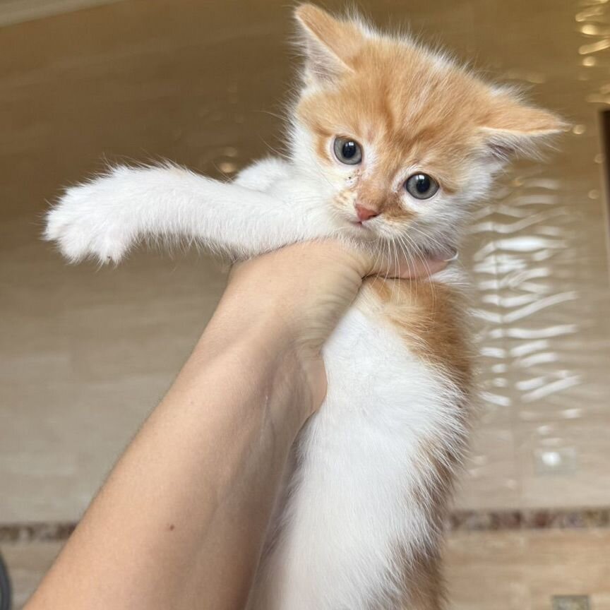 Котёнок в добрые руки
