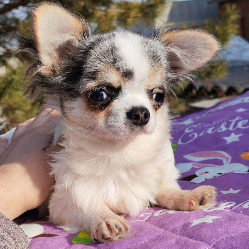 Чихуахуа, щенок