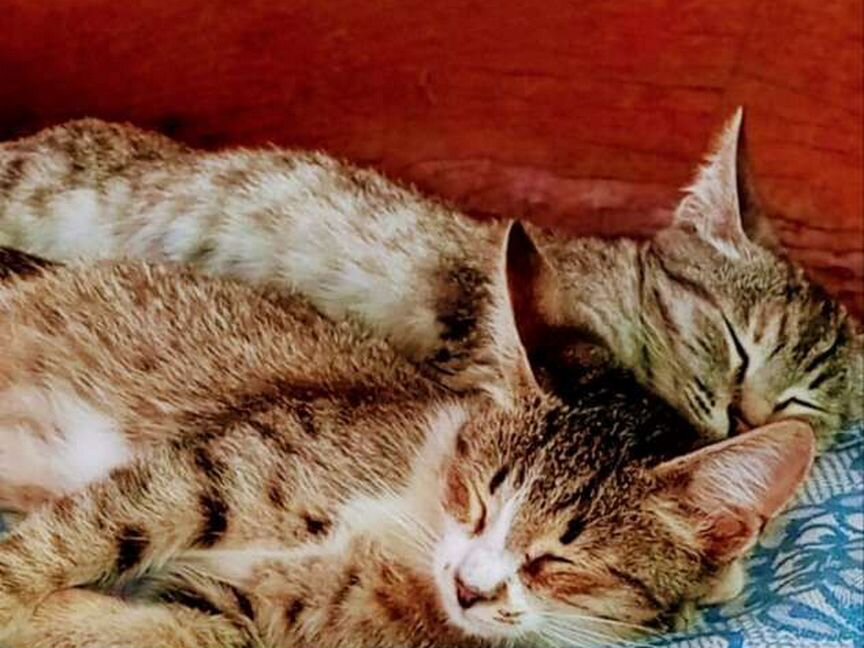 Котята в добрые руки бесплатно