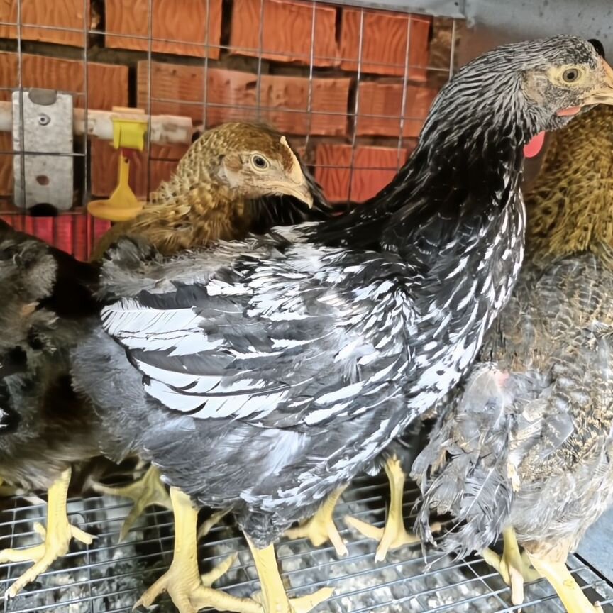 Порода виандод