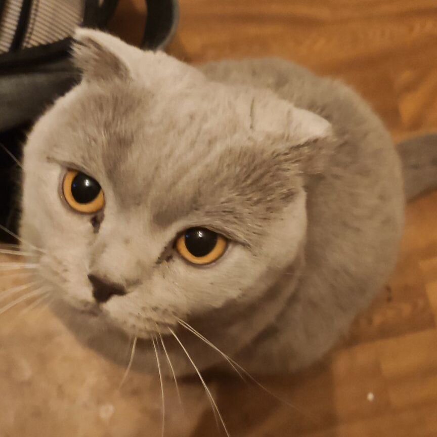 Кошки вислоухие