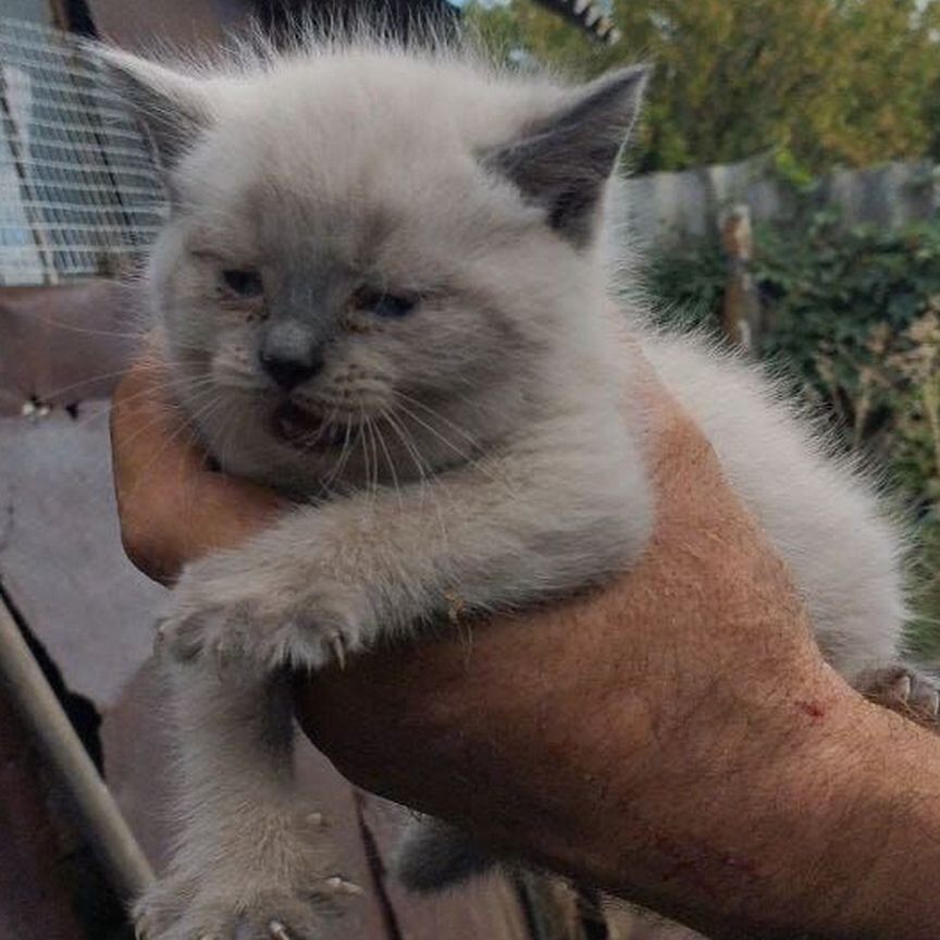 Британские котята