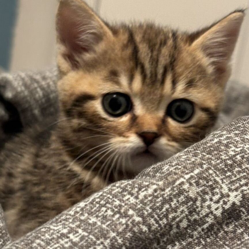 Шотландский котёнок