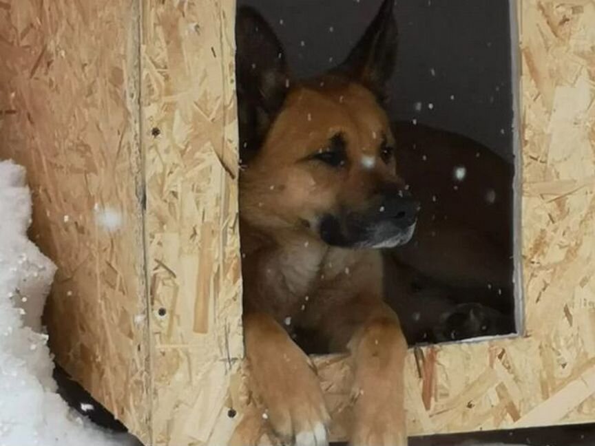 Будка для собаки и кошки