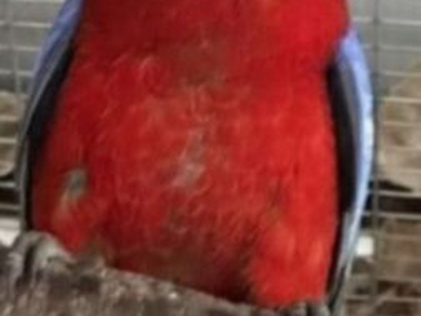 Попугай Розелла красная