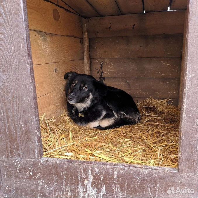 Злата ищет дом