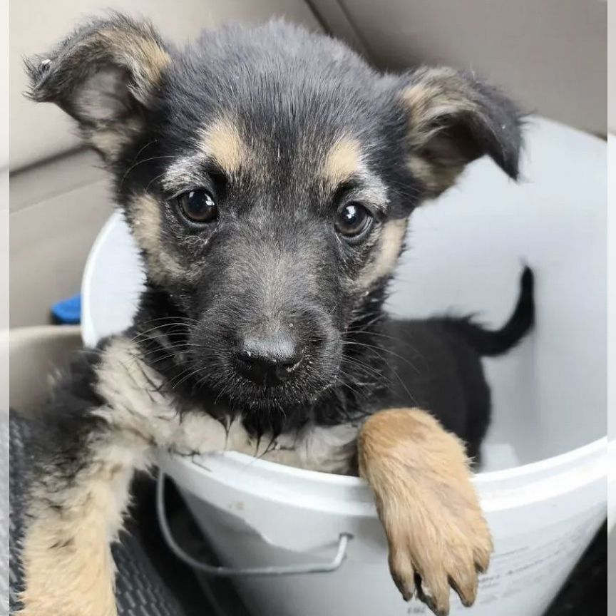 Щенок в добрые руки