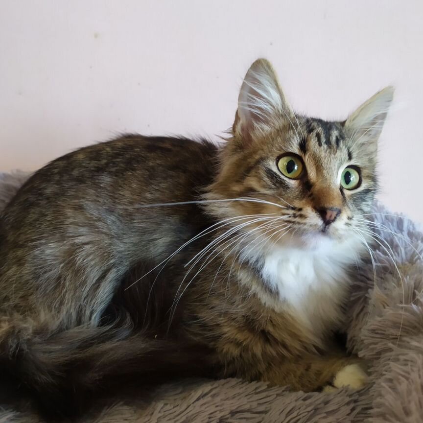 Взрослый кот в добрые руки