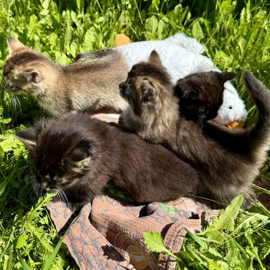 Британский короткошёрстный котёнок