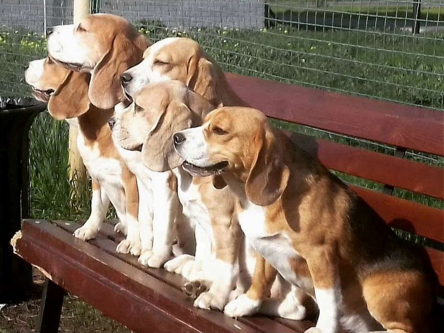 Питомник биглей Беван-До