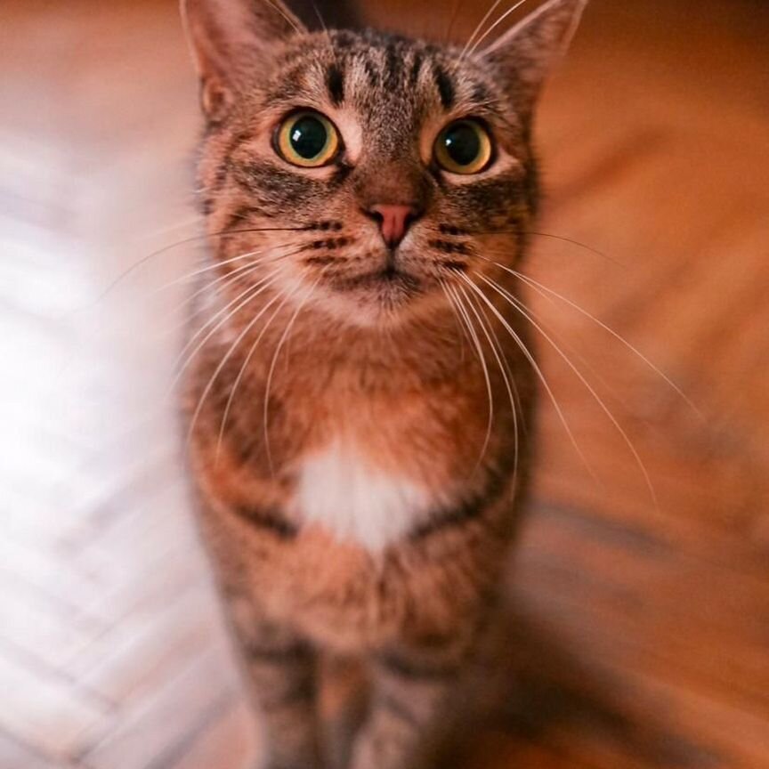 Кошка Мася