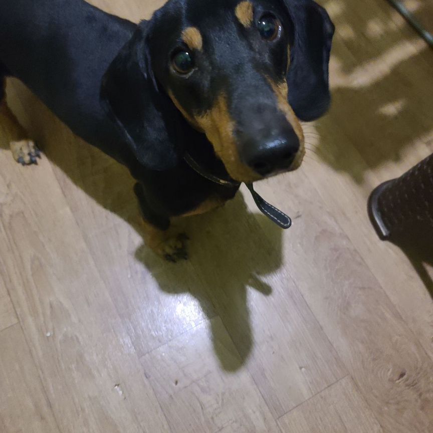 Нашли собаку