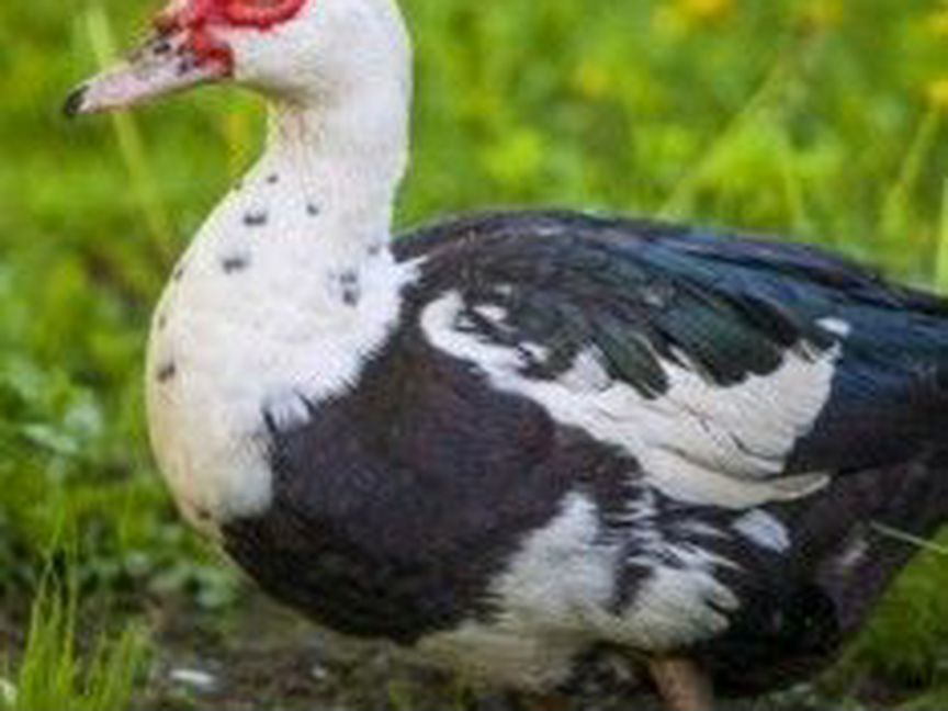 Продаются индоутки