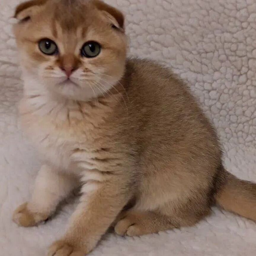 Шотландский вислоухий короткошёрстный котёнок