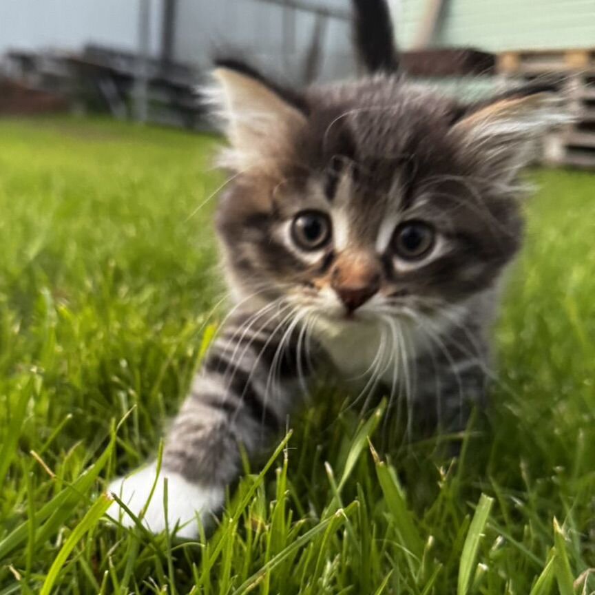Котенок (мальчик)